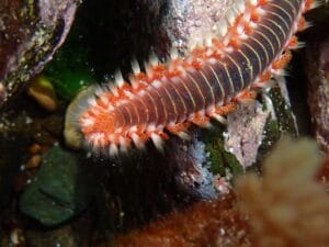 Bearded fireworm | About Hermodice carunculata - Snorkel Things