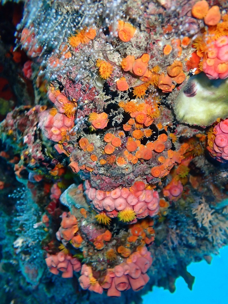 Tugboat Beach Curaçao: Snorkeling a boat wreck - Snorkel Things