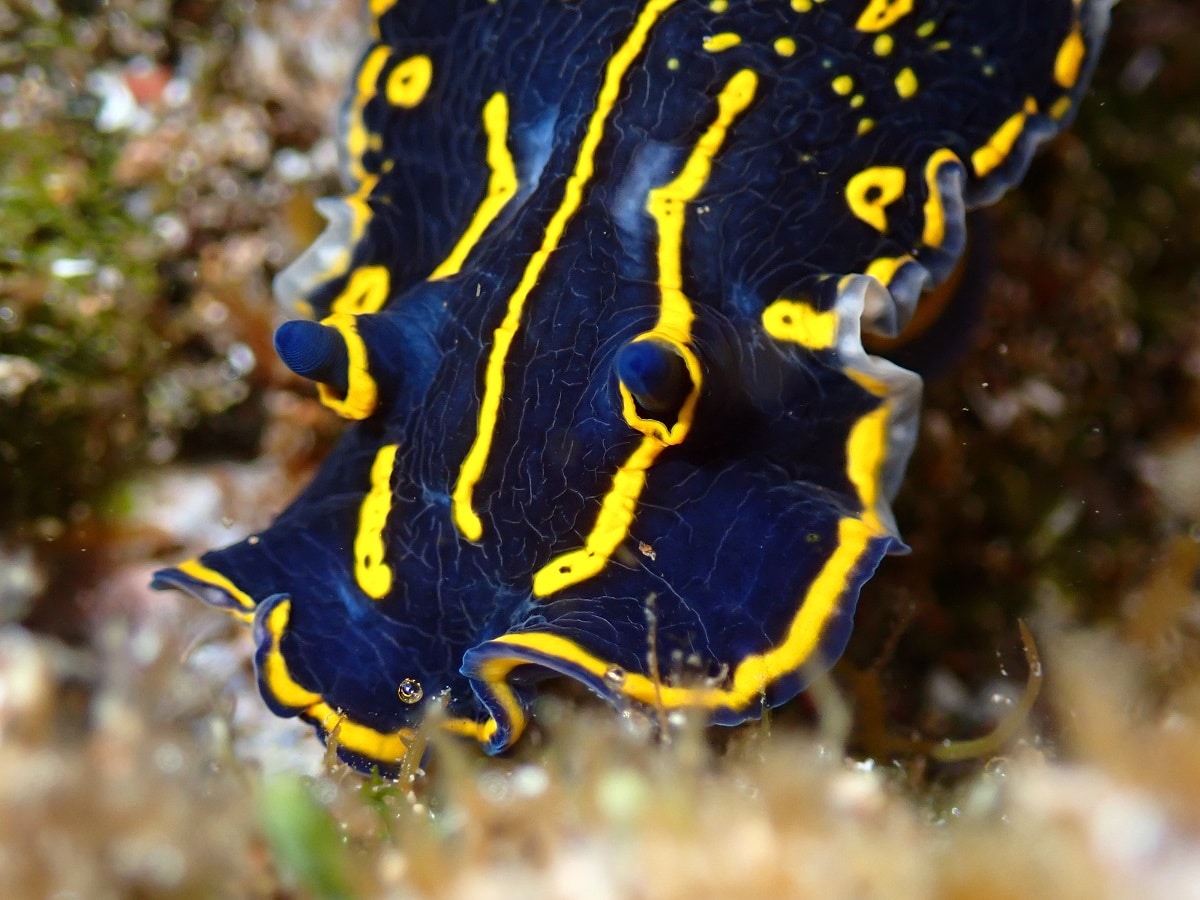 Felimare picta | The Most Regal Sea Slug - Snorkel Things