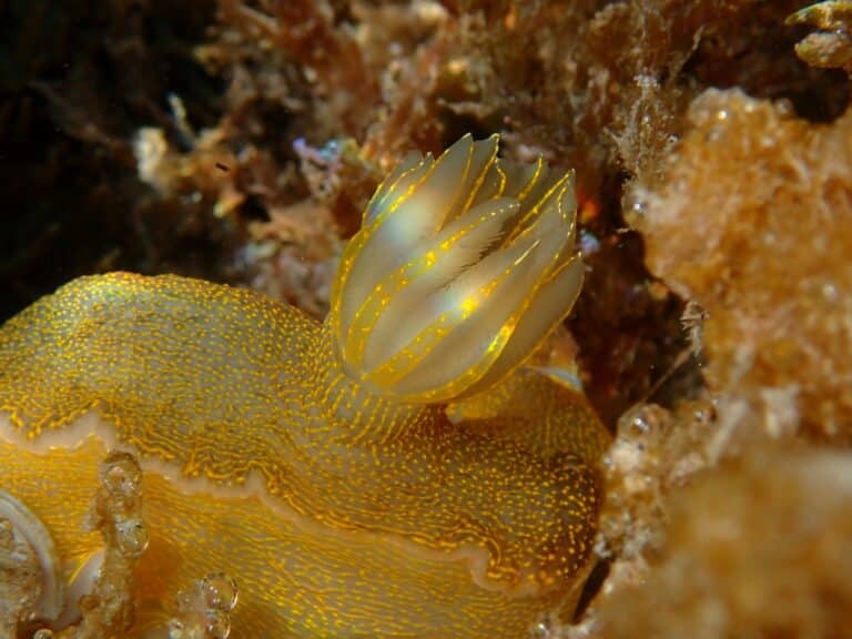 Felimare picta | The Most Regal Sea Slug - Snorkel Things