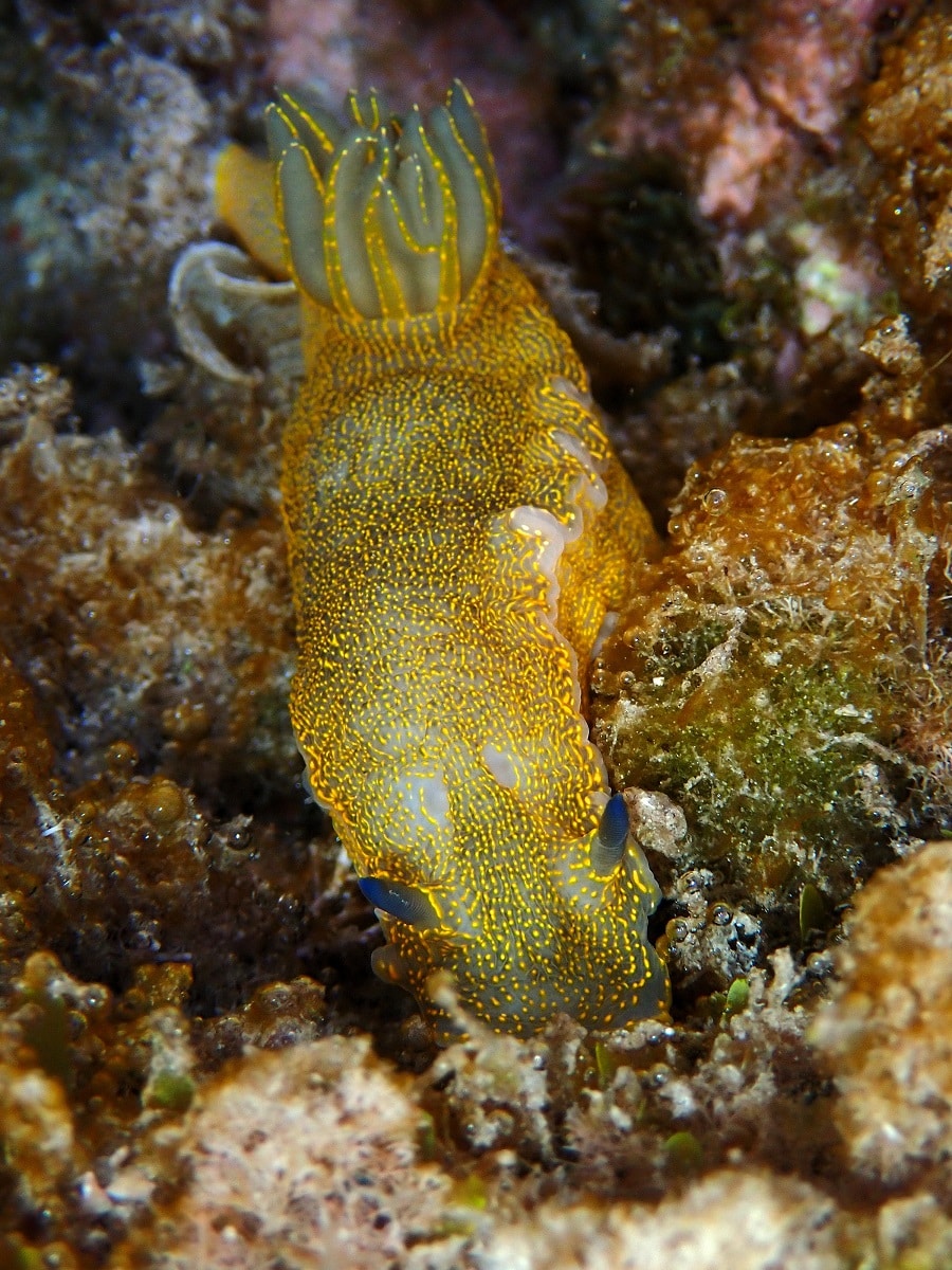 Felimare picta | The Most Regal Sea Slug - Snorkel Things