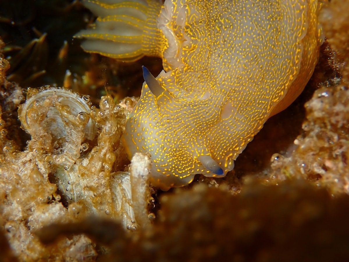 Felimare picta | The Most Regal Sea Slug - Snorkel Things