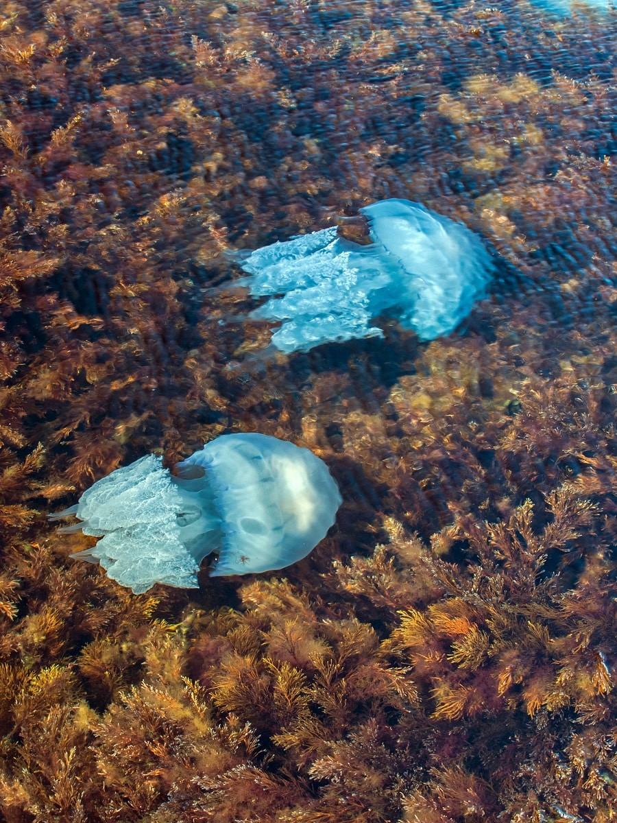 Blue Blubber Jellyfish | Sting, Identification & More - Snorkel Things